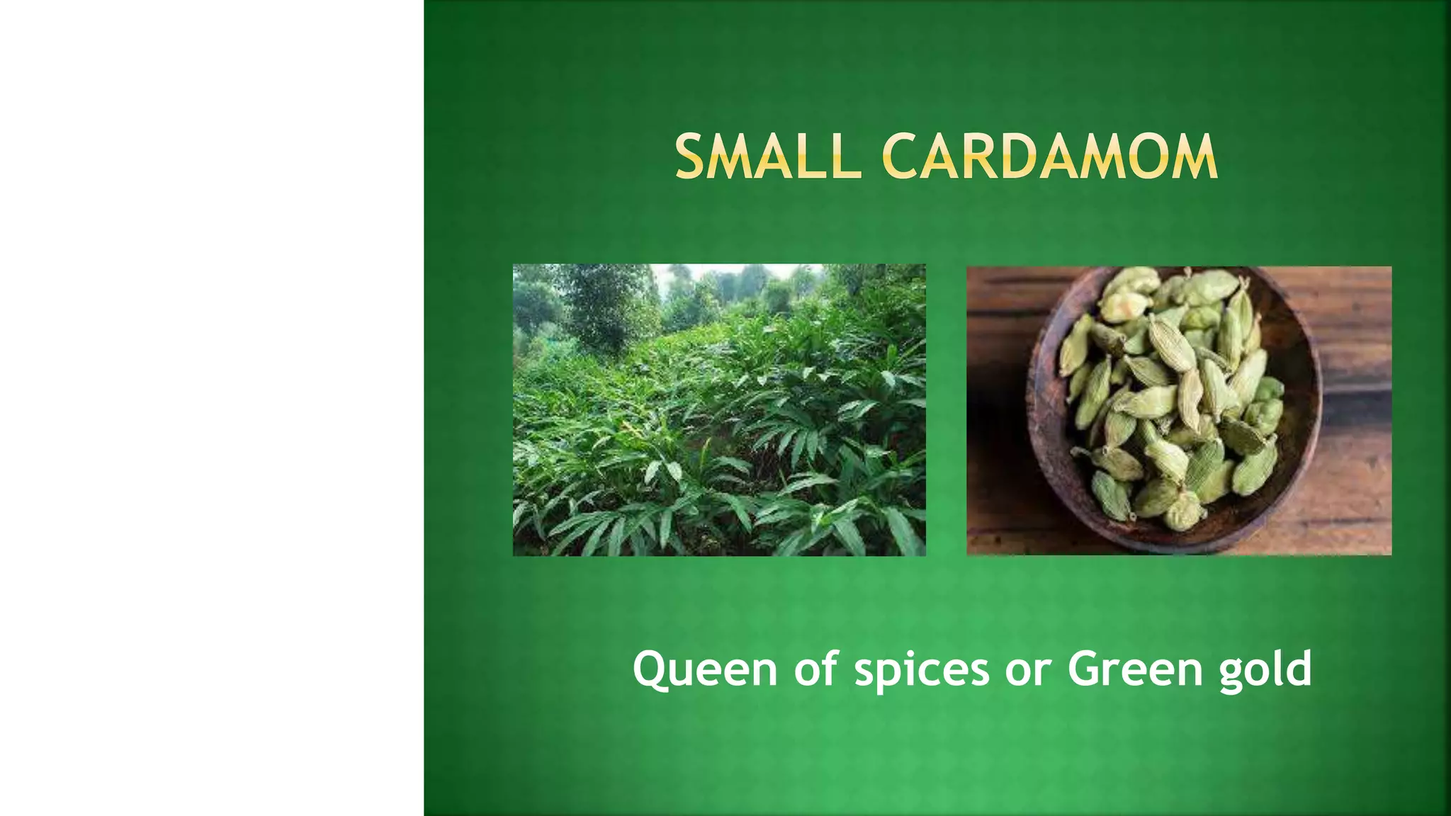 production profile of cardamom.pptx