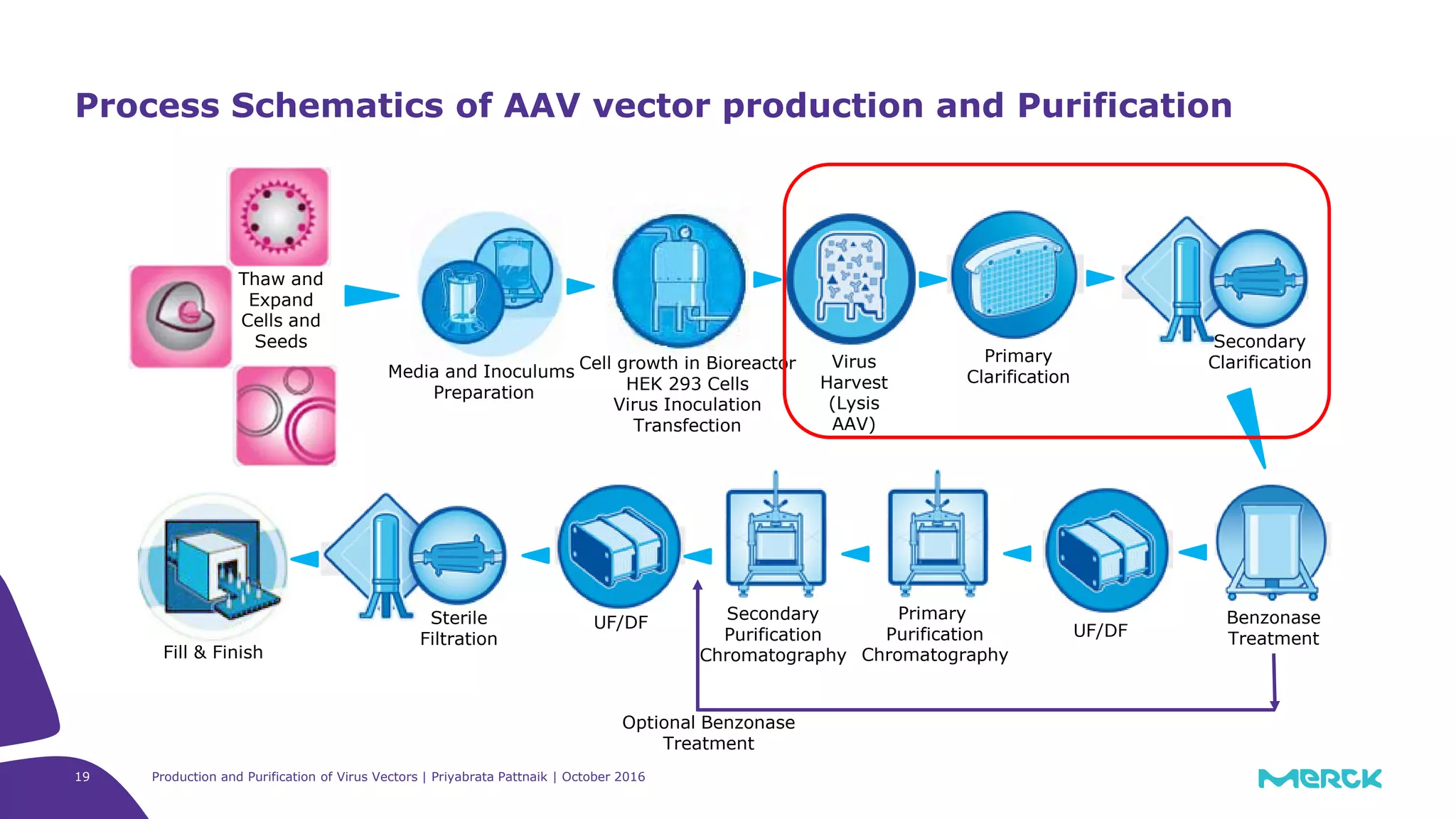 Production and purification of Viral vectors for gene and cell therapy ...