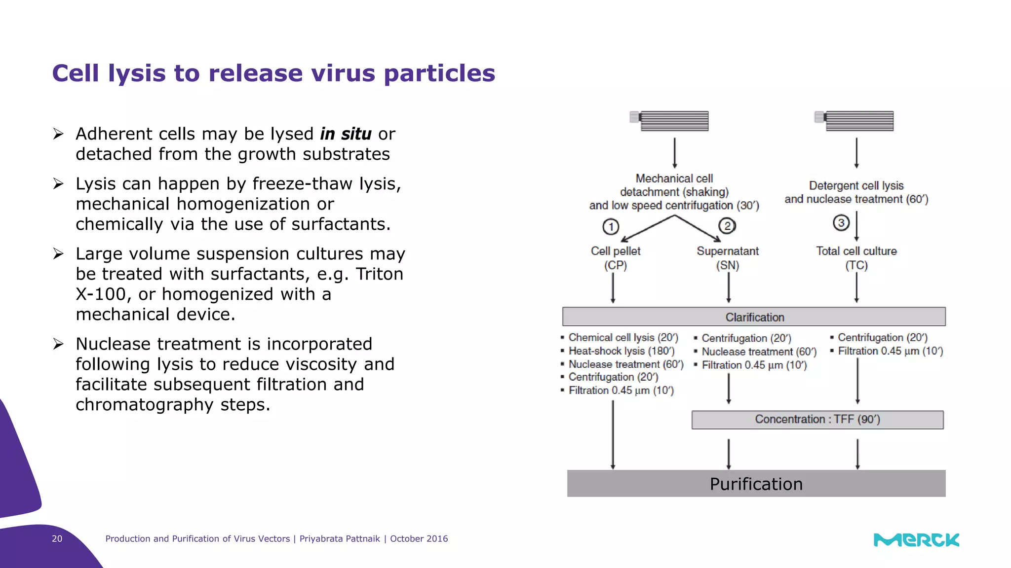 Production and purification of Viral vectors for gene and cell therapy ...
