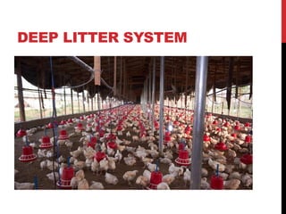 Production Systems for broiler and laying hen (1).pptx