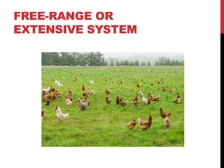 Production Systems for broiler and laying hen (1).pptx