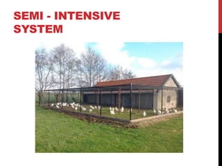 Production Systems for broiler and laying hen (1).pptx