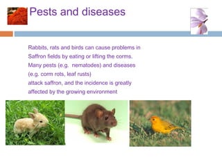 Production technology and processing of saffron (crocus) by Mr Allah ...