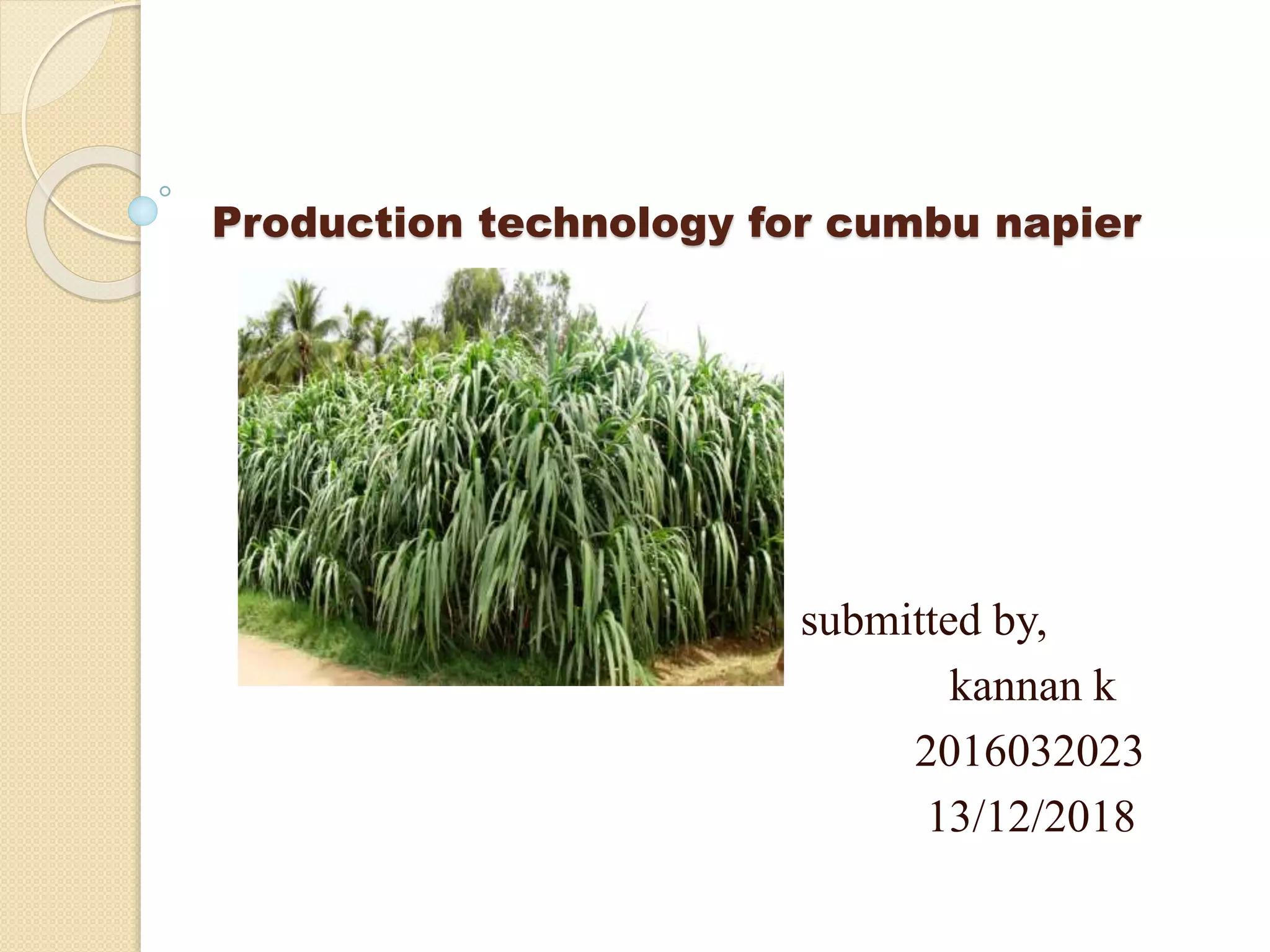 Production technology for cumbu napier | PPTX