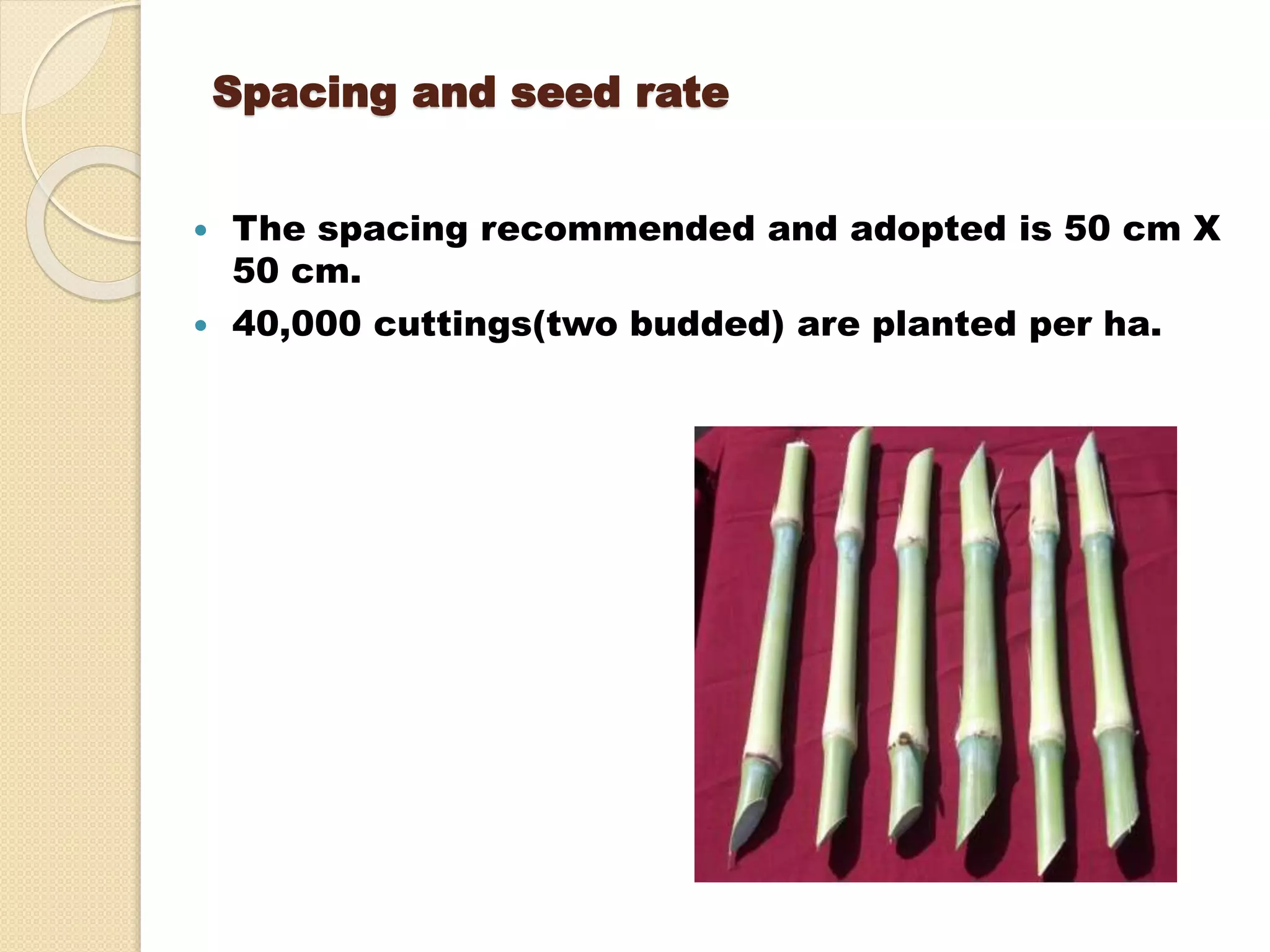 Production technology for cumbu napier | PPTX