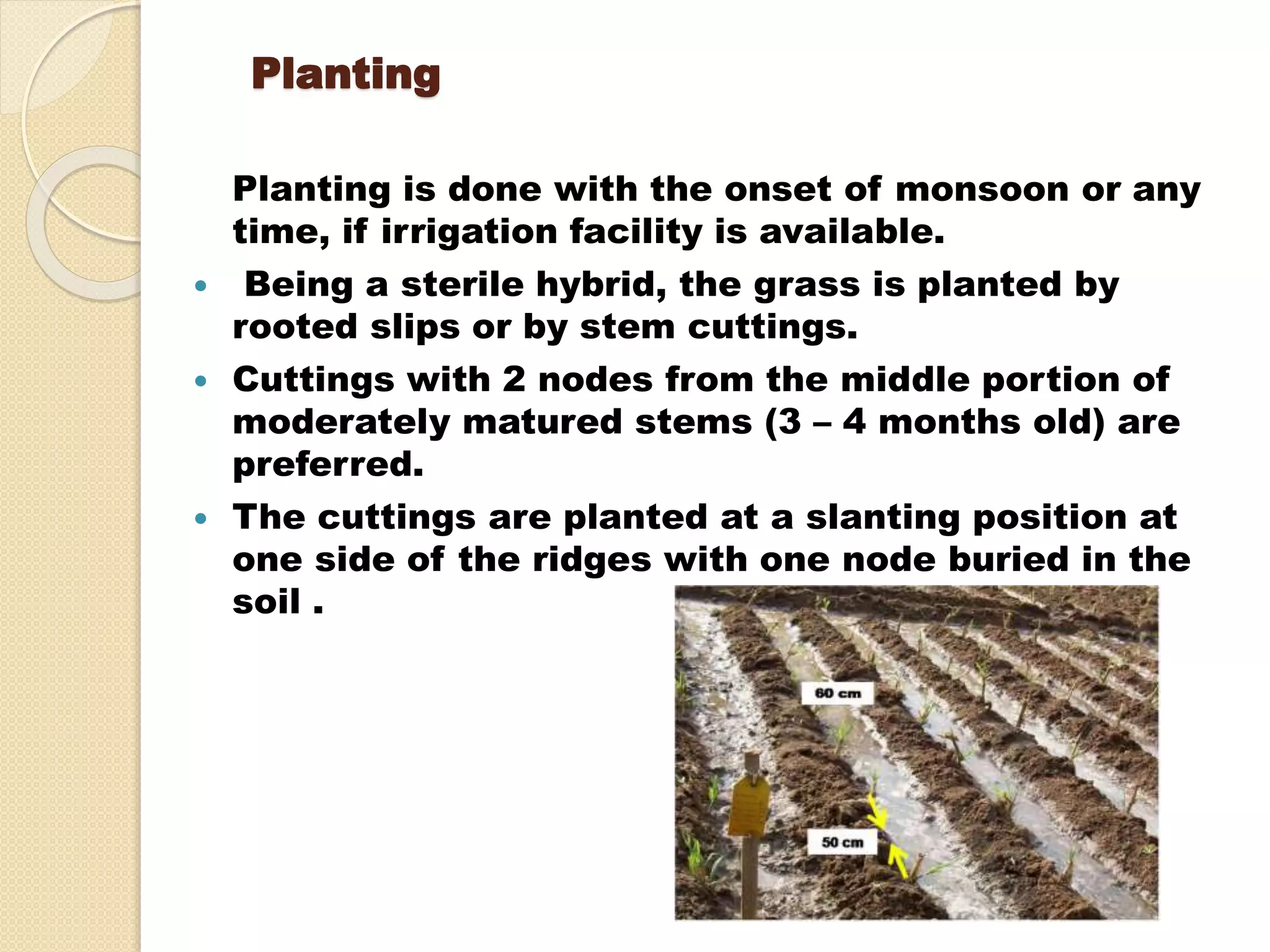 Production technology for cumbu napier | PPTX