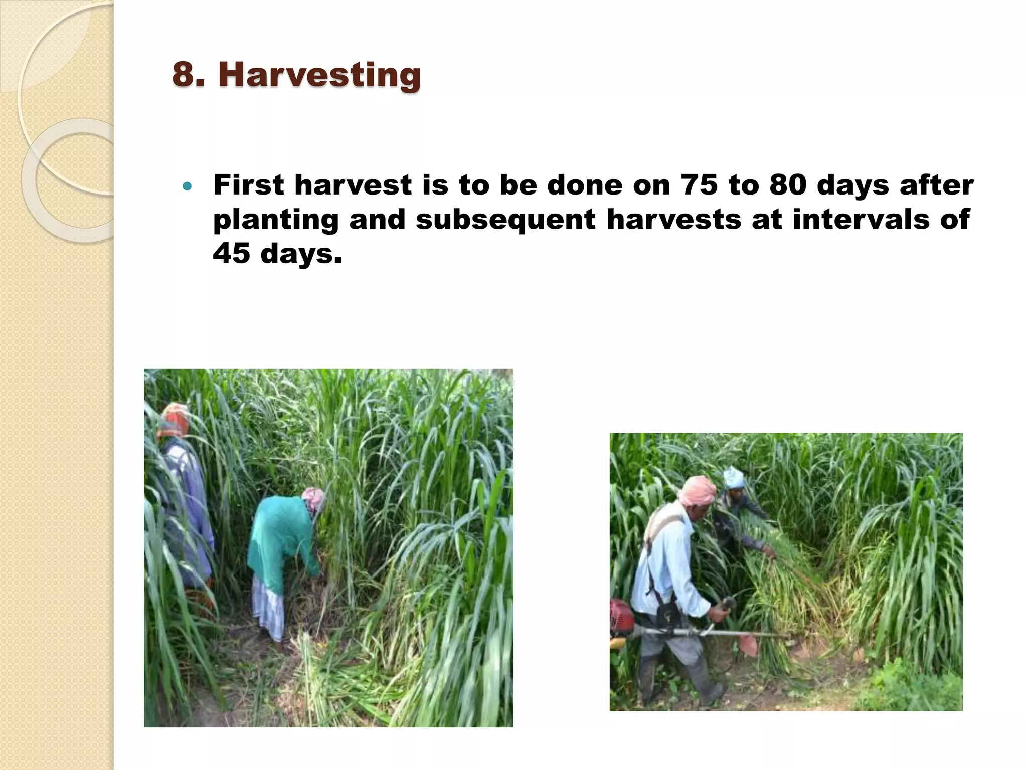 Production technology for cumbu napier | PPTX