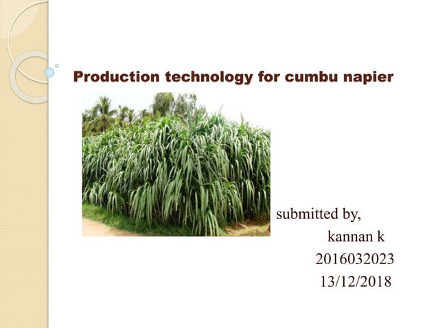 Production technology for cumbu napier | PPTX