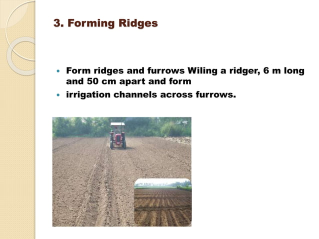 Production technology for cumbu napier | PPTX