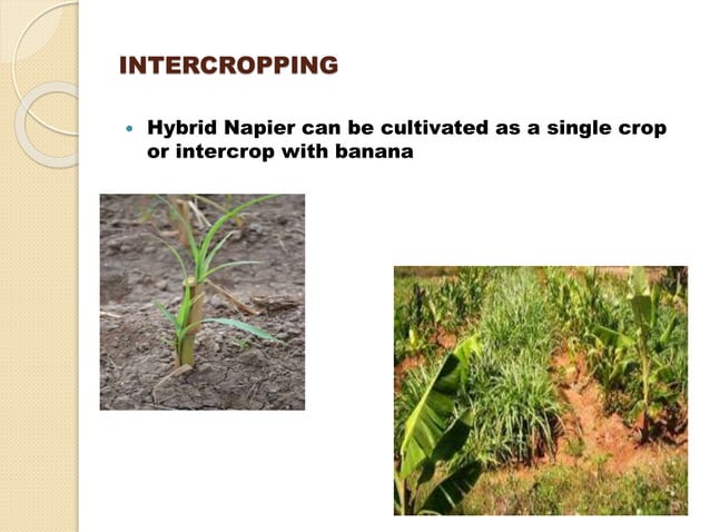 Production technology for cumbu napier | PPTX