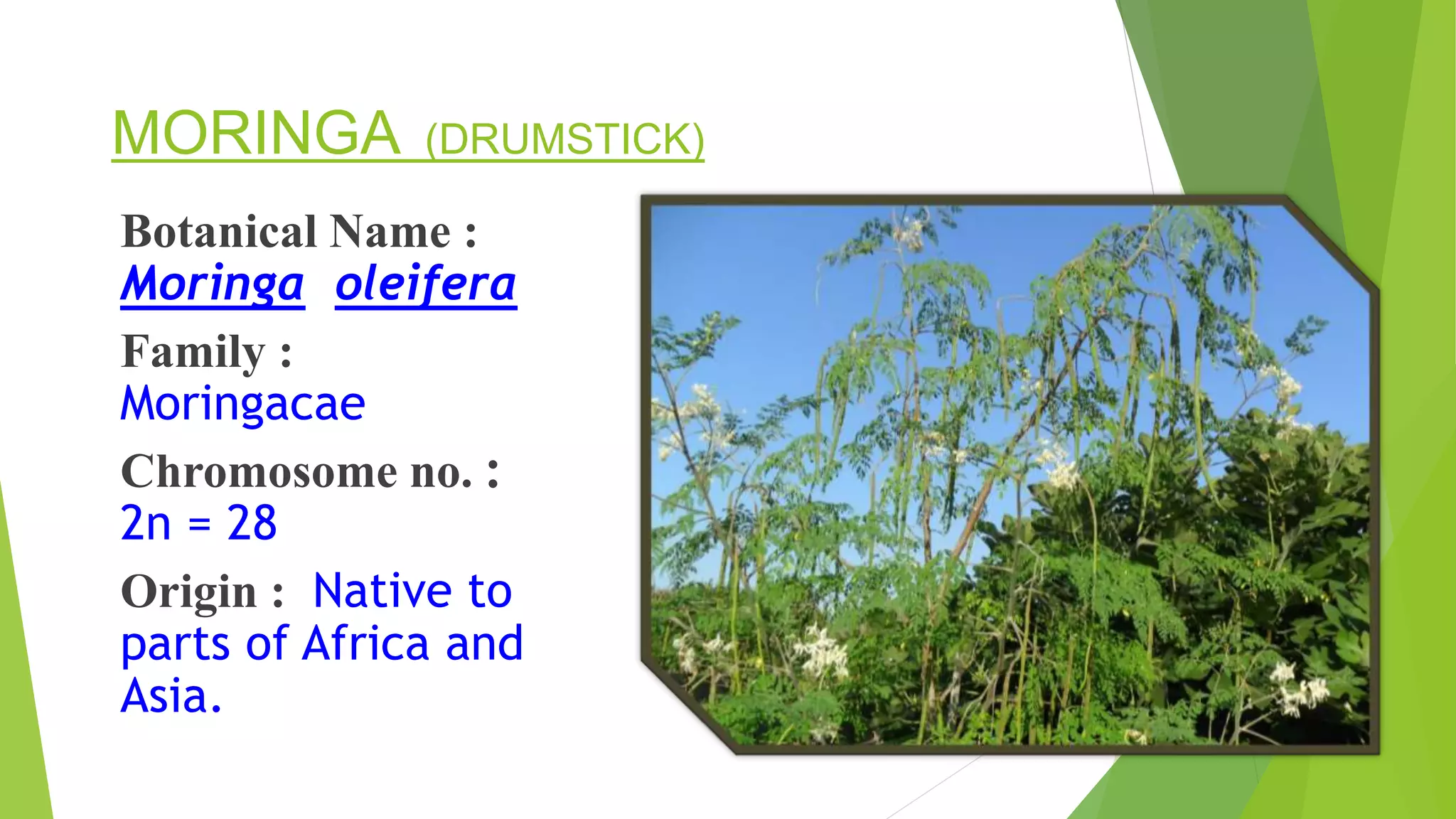 Production technology for vegetable and spices : DRUMSTICK ' MORINGA | PPTX