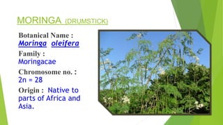 Production technology for vegetable and spices : DRUMSTICK ' MORINGA | PPTX