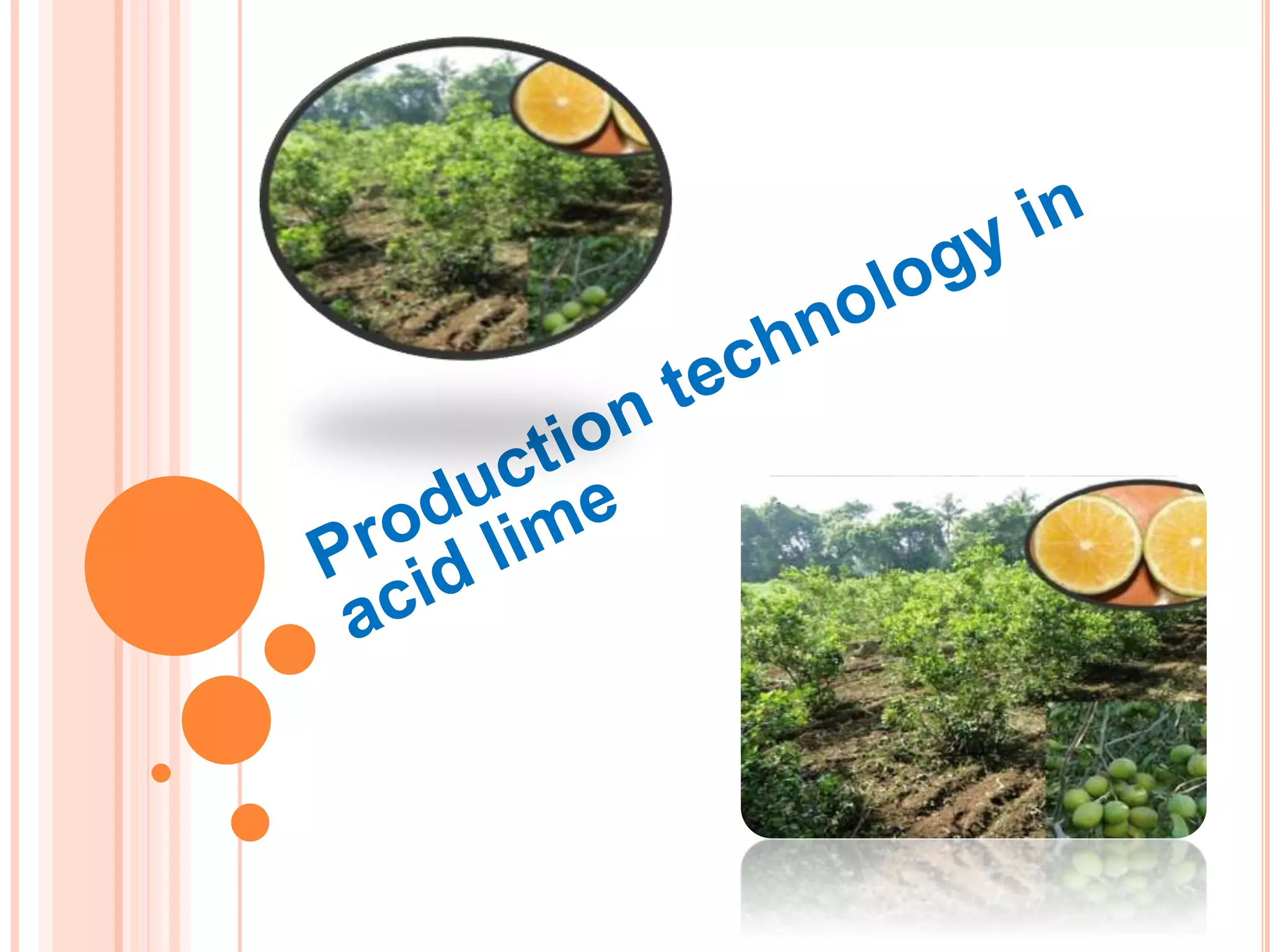 Production technology of acid lime | PPTX