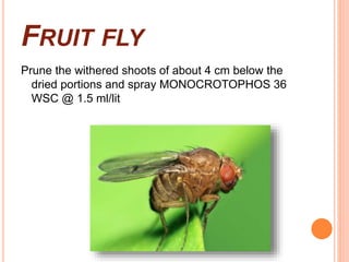 Production technology of acid lime | PPTX