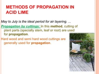 Production technology of acid lime | PPTX