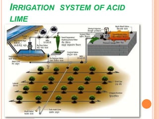 Production technology of acid lime | PPTX