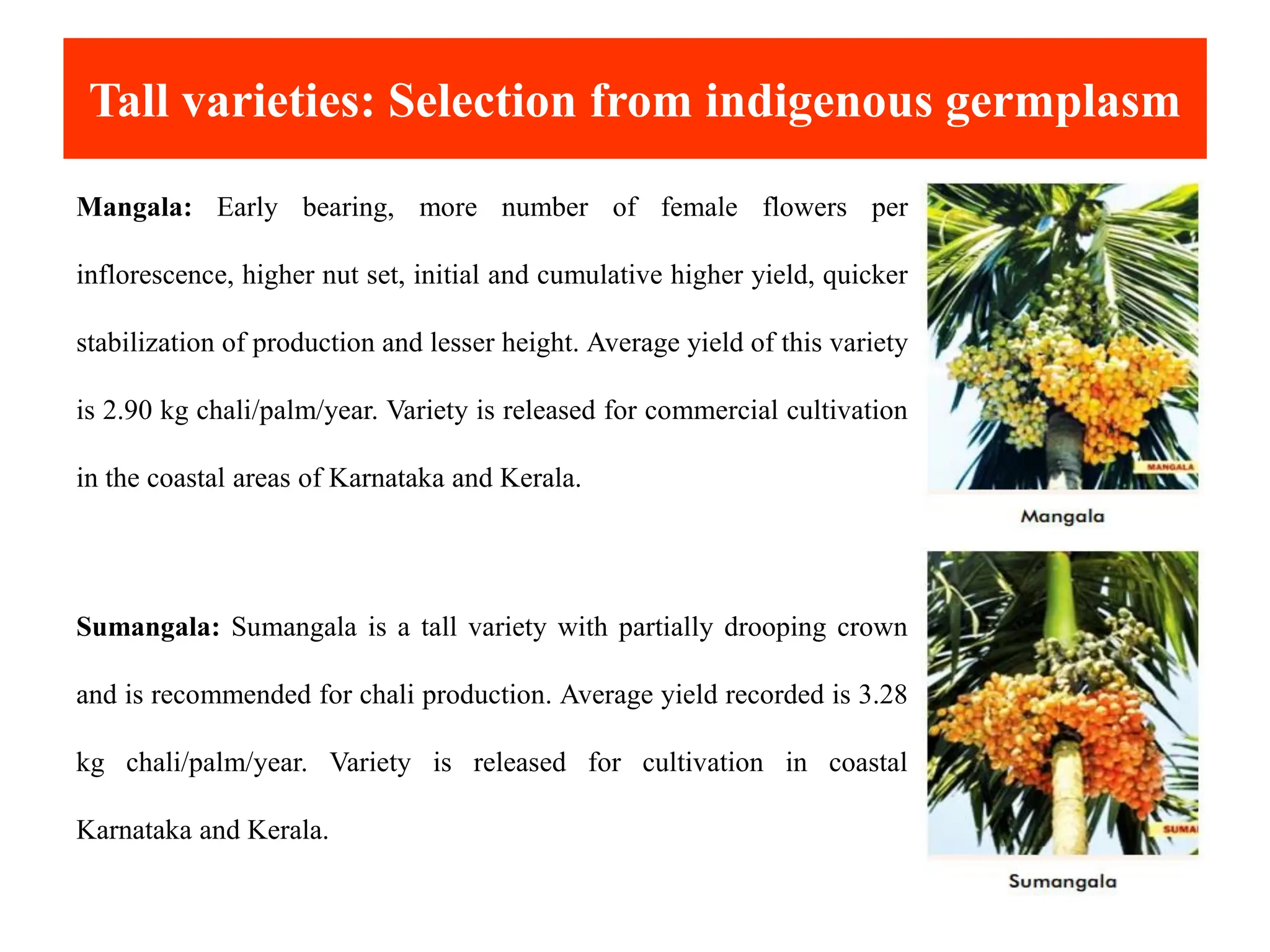 Production Technology of Arecanut (Areca catechu L.) .pdf