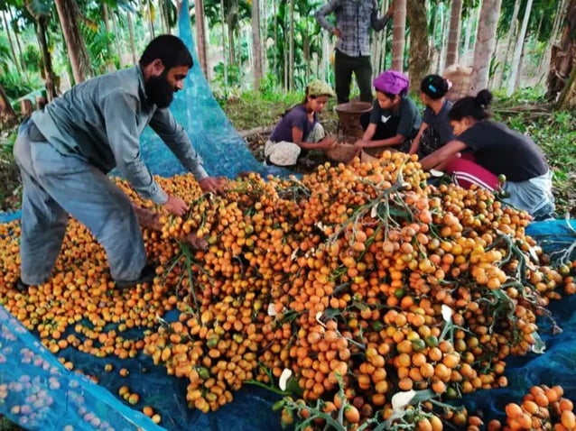 Production Technology of Arecanut (Areca catechu L.) .pdf