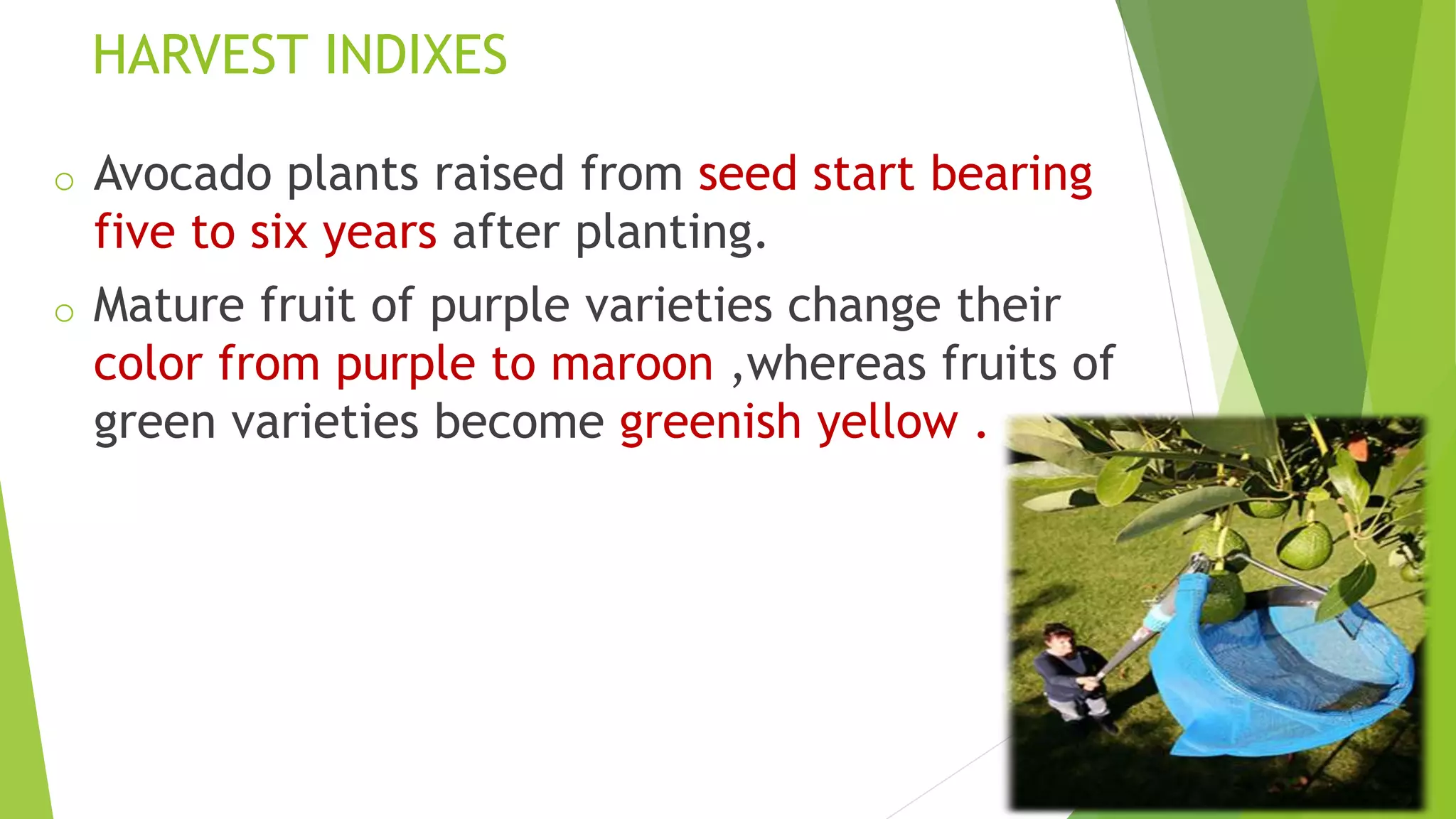 PRODUCTION TECHNOLOGY OF AVOCADO.pptx