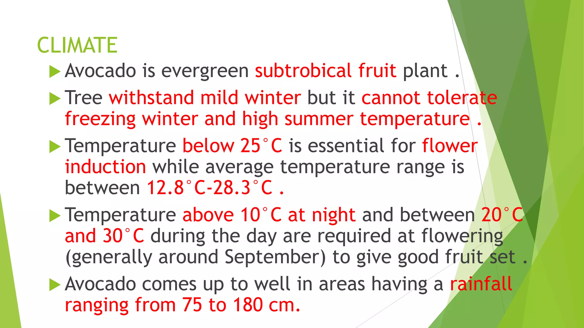 PRODUCTION TECHNOLOGY OF AVOCADO.pptx