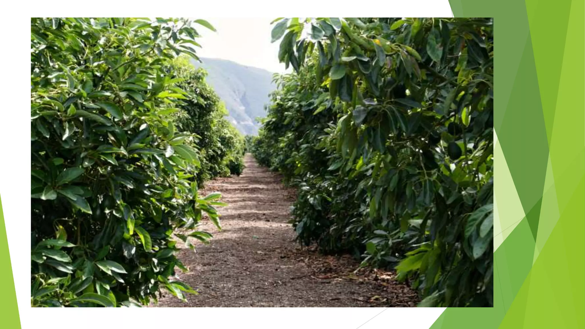 PRODUCTION TECHNOLOGY OF AVOCADO.pptx