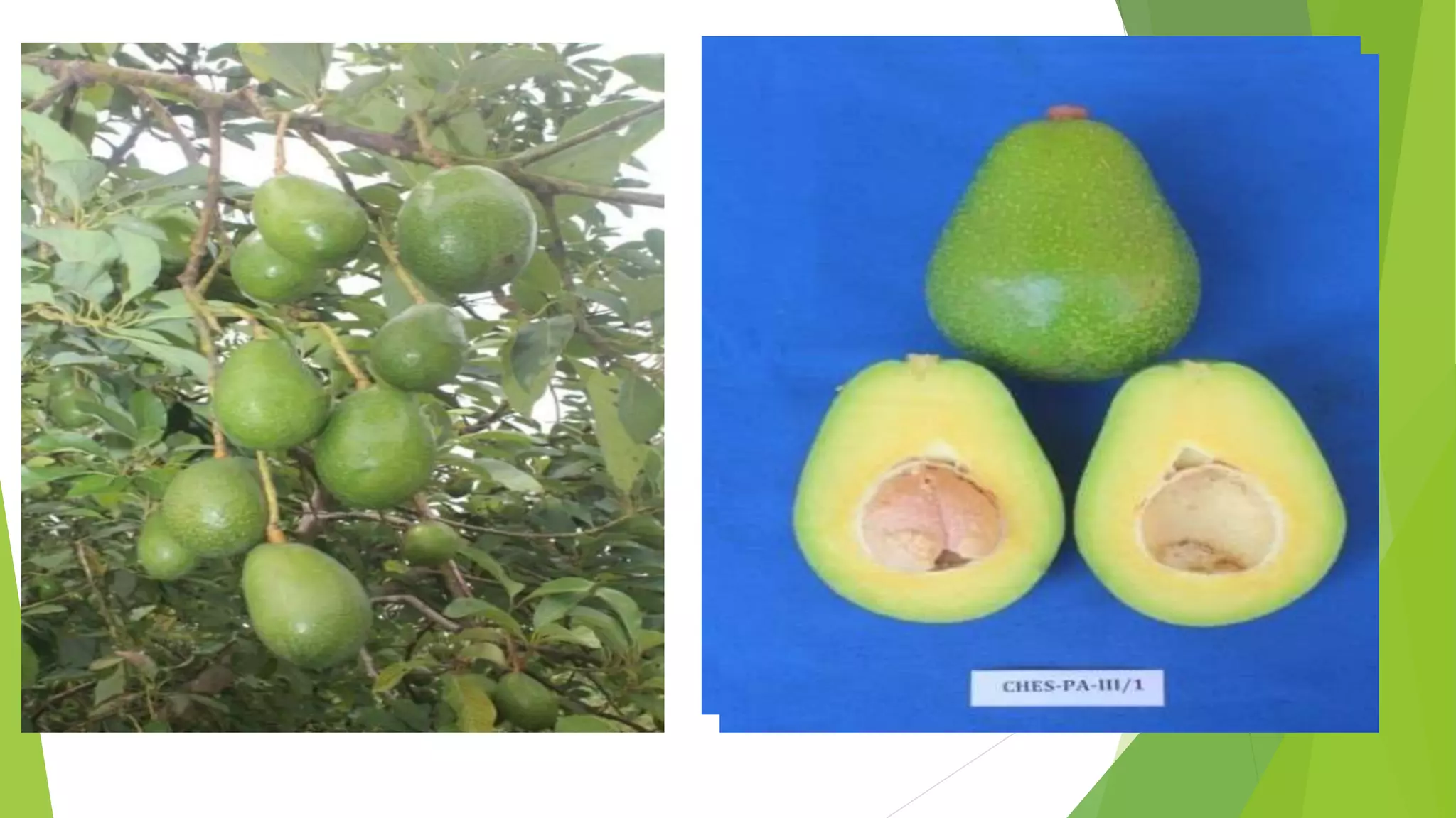 PRODUCTION TECHNOLOGY OF AVOCADO.pptx