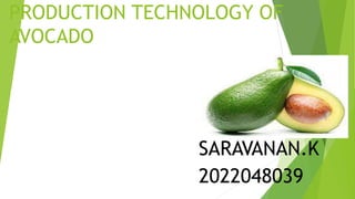 PRODUCTION TECHNOLOGY OF AVOCADO.pptx