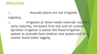 PRODUCTION TECHNOLOGY OF AVOCADO.pptx