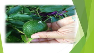 PRODUCTION TECHNOLOGY OF AVOCADO.pptx
