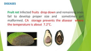 PRODUCTION TECHNOLOGY OF AVOCADO.pptx