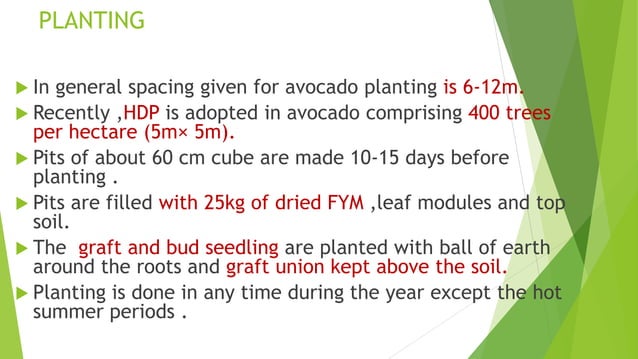 PRODUCTION TECHNOLOGY OF AVOCADO.pptx