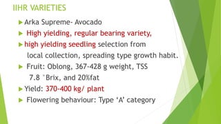 PRODUCTION TECHNOLOGY OF AVOCADO.pptx