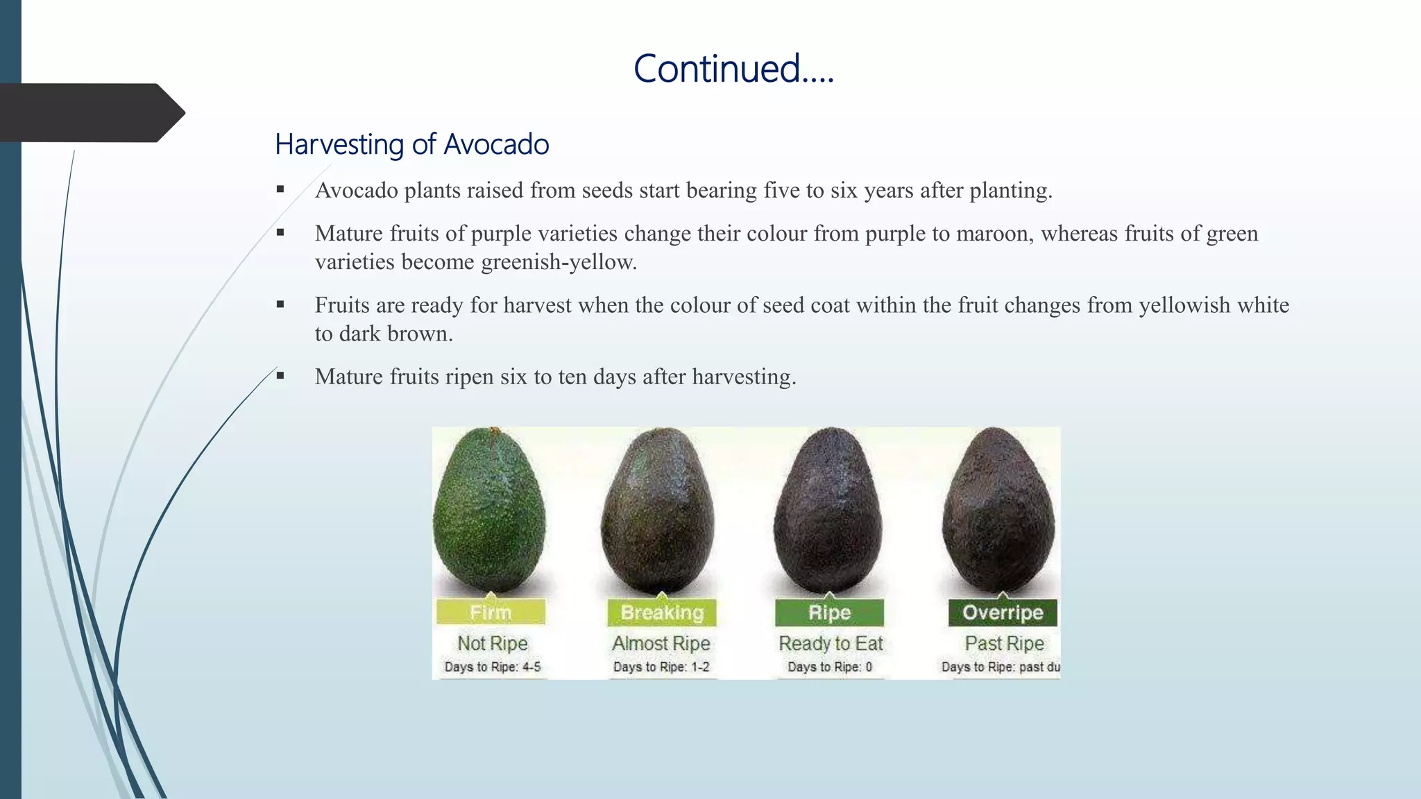Production technology of avocado in bangladesh | PPTX
