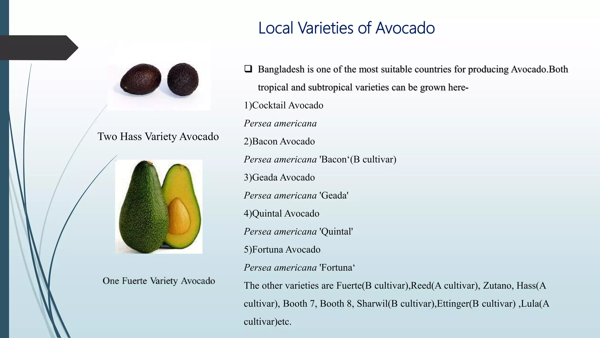Production technology of avocado in bangladesh | PPTX
