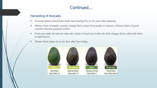 Production technology of avocado in bangladesh | PPT