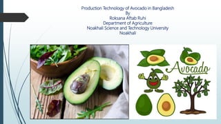 Production technology of avocado in bangladesh | PPTX