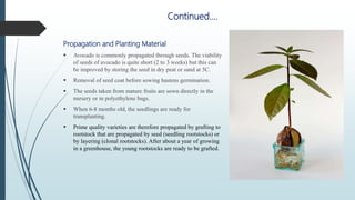 Production technology of avocado in bangladesh | PPT