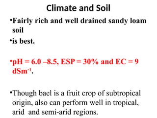 Production Technology of Bael.pptx yeahb | PPTX