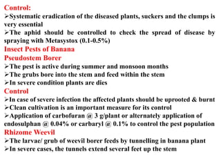 Production technology of Banana.pptx