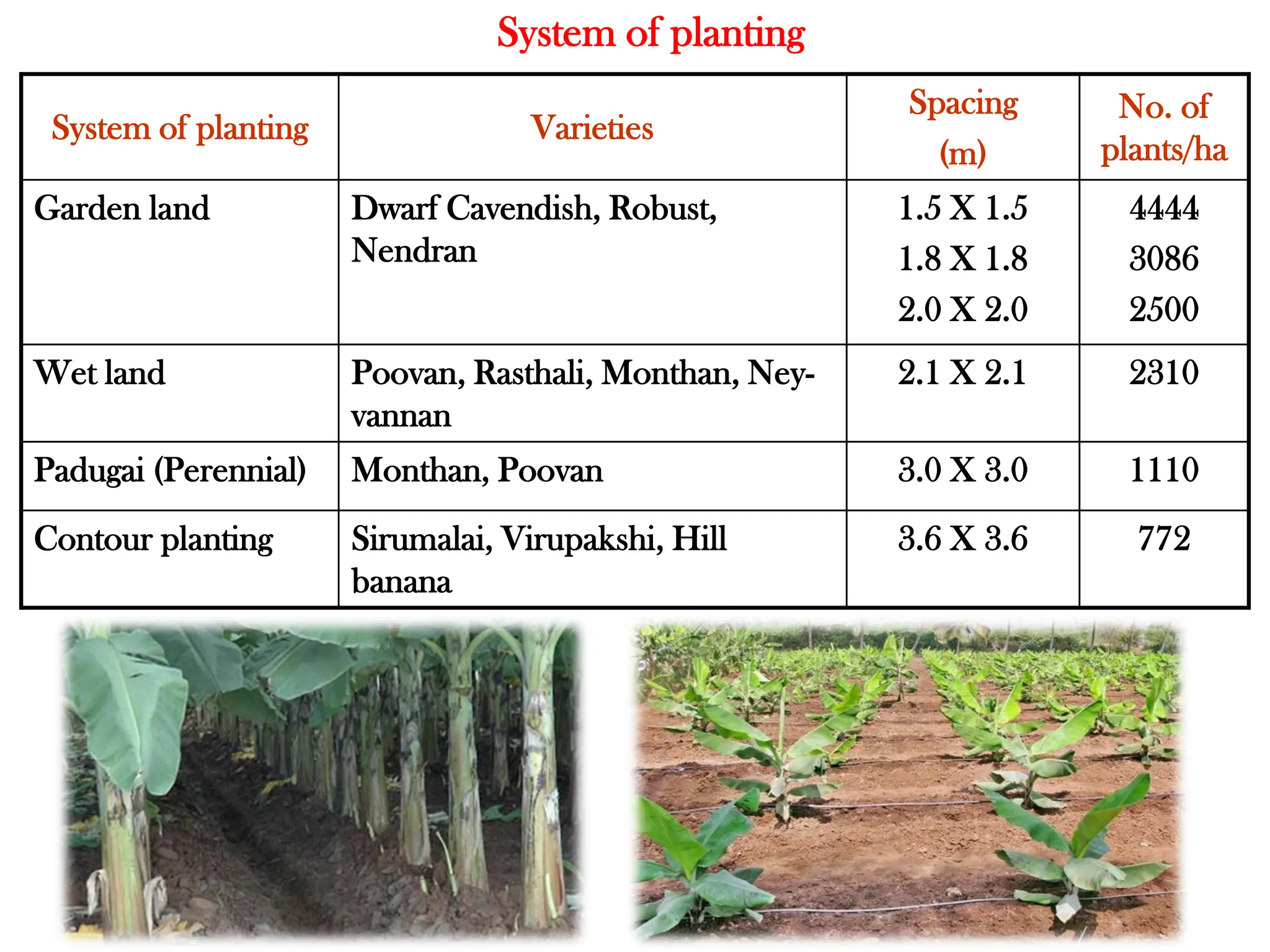 Advances in production technology of Banana.pdf