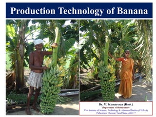 Advances in production technology of Banana.pdf