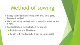 Production technology of barley | PPTX