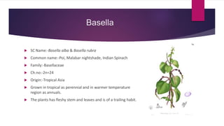 Production technology of basella | PPTX