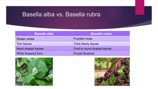 Production technology of basella | PPTX