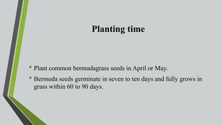 Production technology of bermuda grass | PPTX