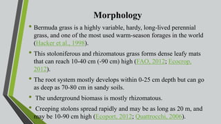 Production technology of bermuda grass | PPTX