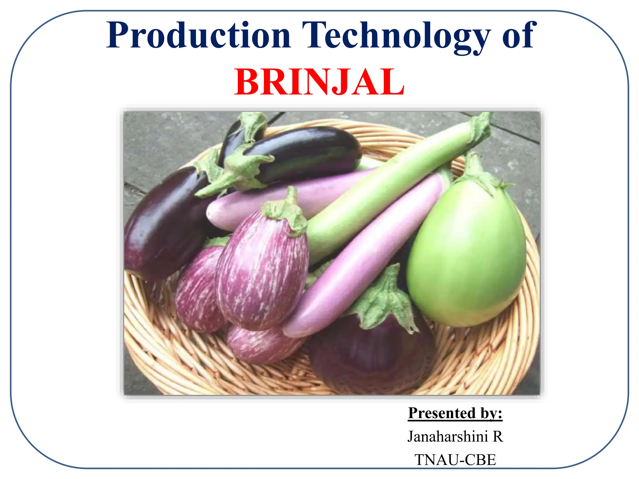 Production technology of Brinjal -Solanum melongena | PPTX