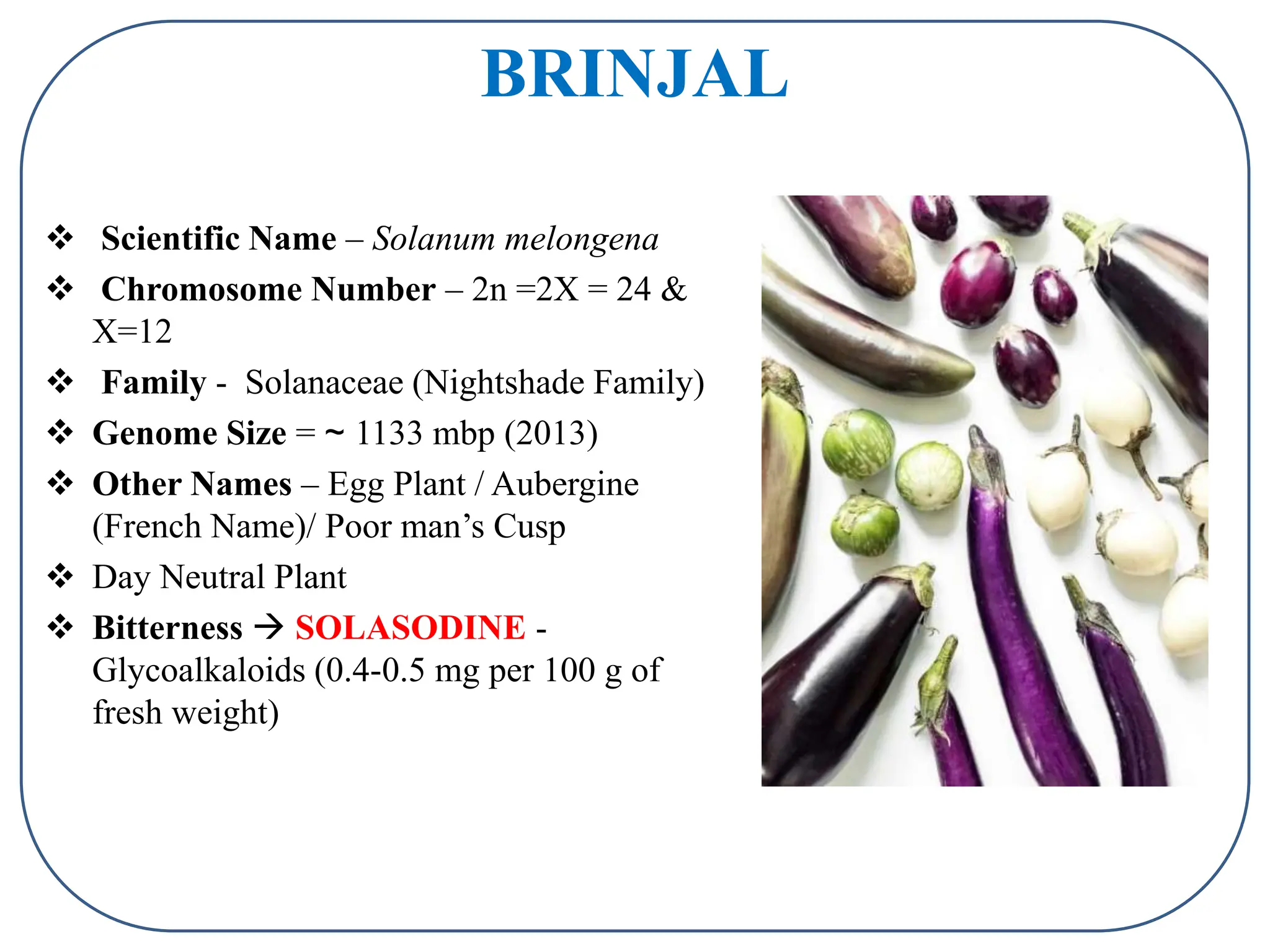 Production technology of Brinjal -Solanum melongena | PPTX