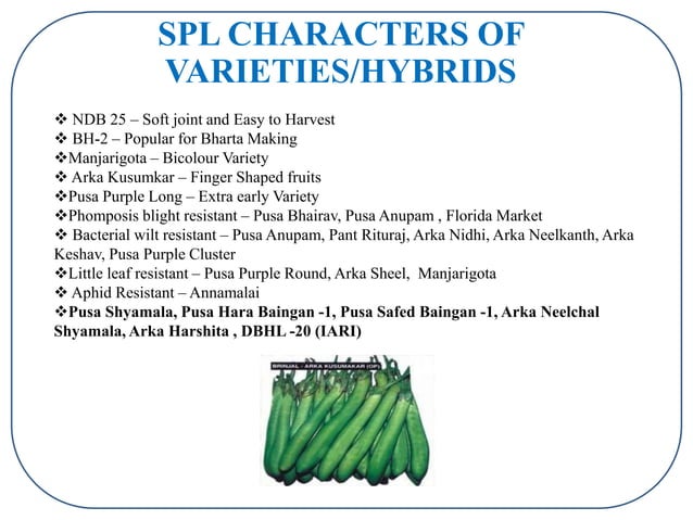 Production technology of Brinjal -Solanum melongena | PPTX