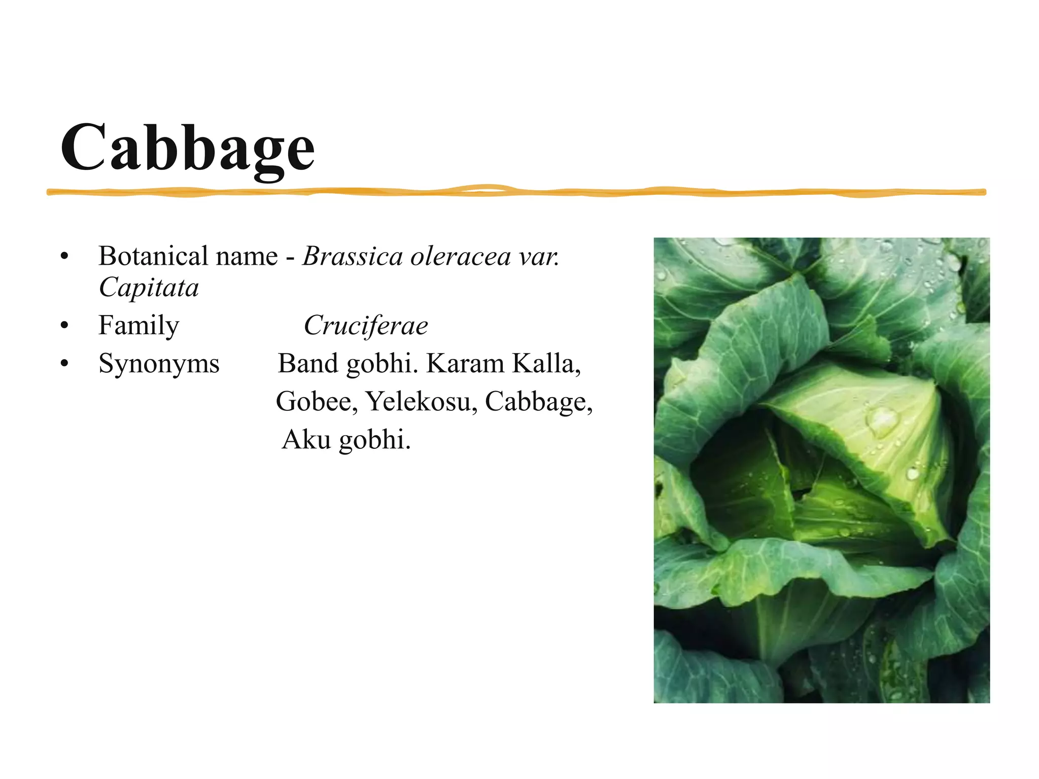 PRODUCTION TECHNOLOGY OF CABBAGE.pptx